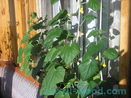 Uzgoj krastavaca na balkonu|Ideje za vaš dom-2025