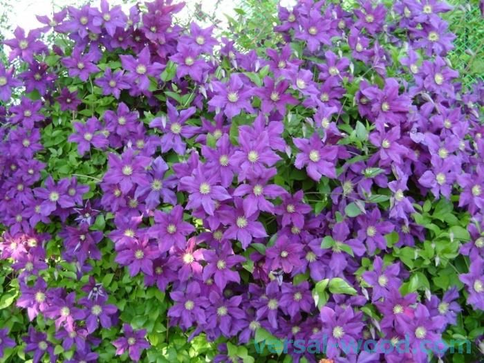 Plezalne rastline za hitro rastočo ograjo|Ideje za vaš dom-2025