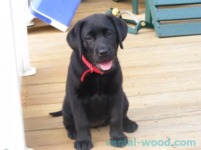 Dimenzije kabine Labradora|Ideje za vaš dom-2026