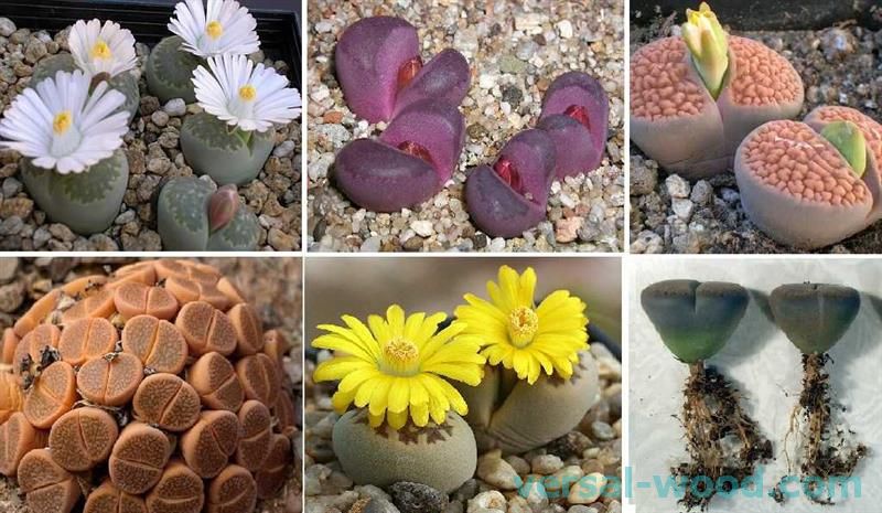 Florarium to napravite sami - detaljna uputstva za početnike|Ideje za ...