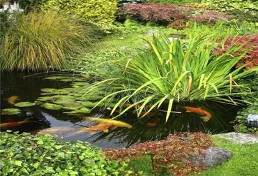 Naredite sami okrasni ribnik v državi: kako narediti, korak za korakom ...